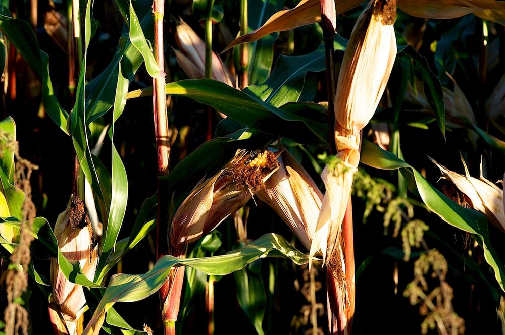Maisfeld* Foto & Bild | landschaft, Äcker, felder & wiesen, natur ...