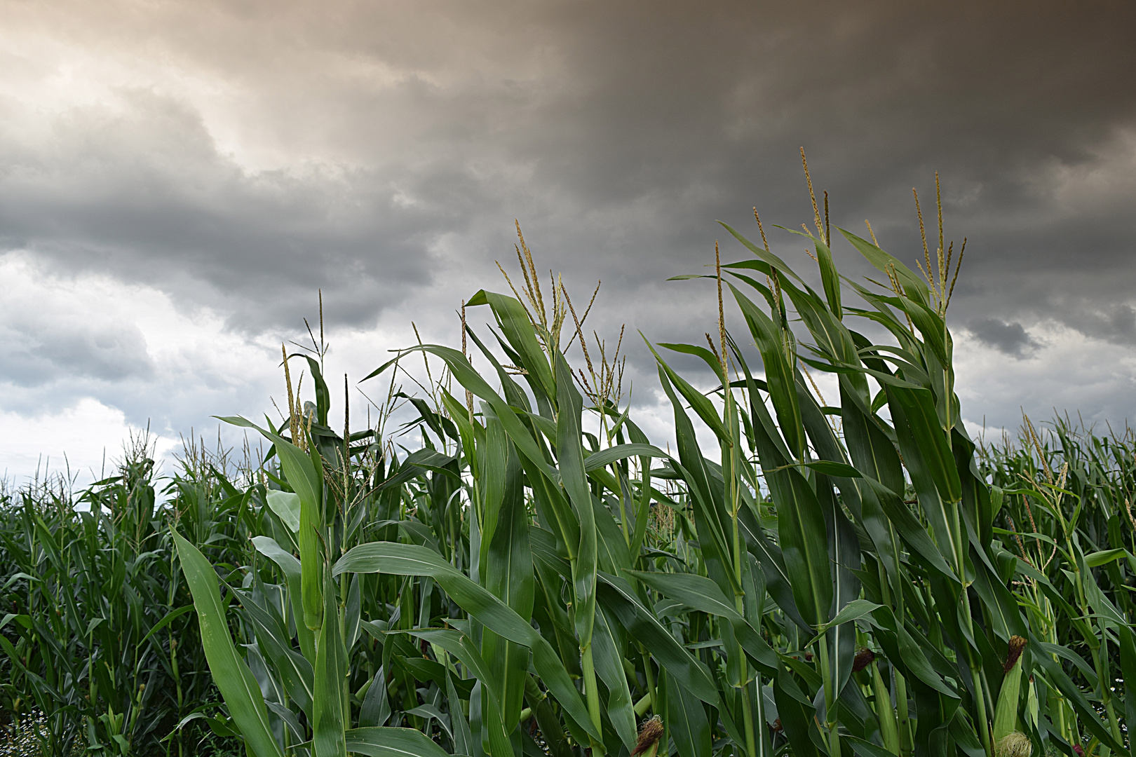 Maisfeld Foto & Bild | landschaft, Äcker, felder & wiesen, felder ...