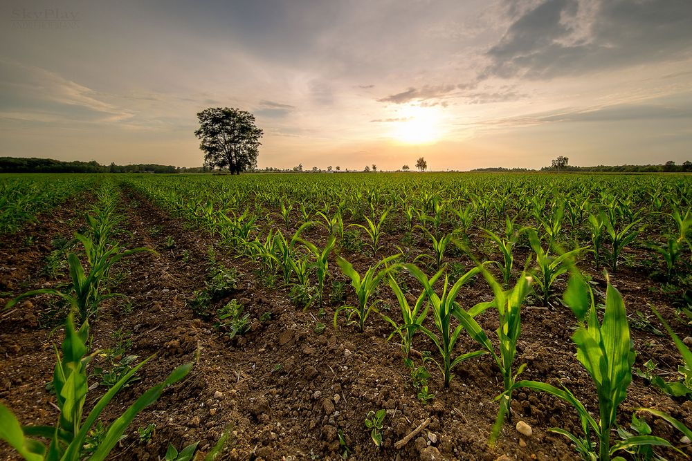 Maisfeld Foto & Bild | landschaft, Äcker, felder & wiesen, natur Bilder ...