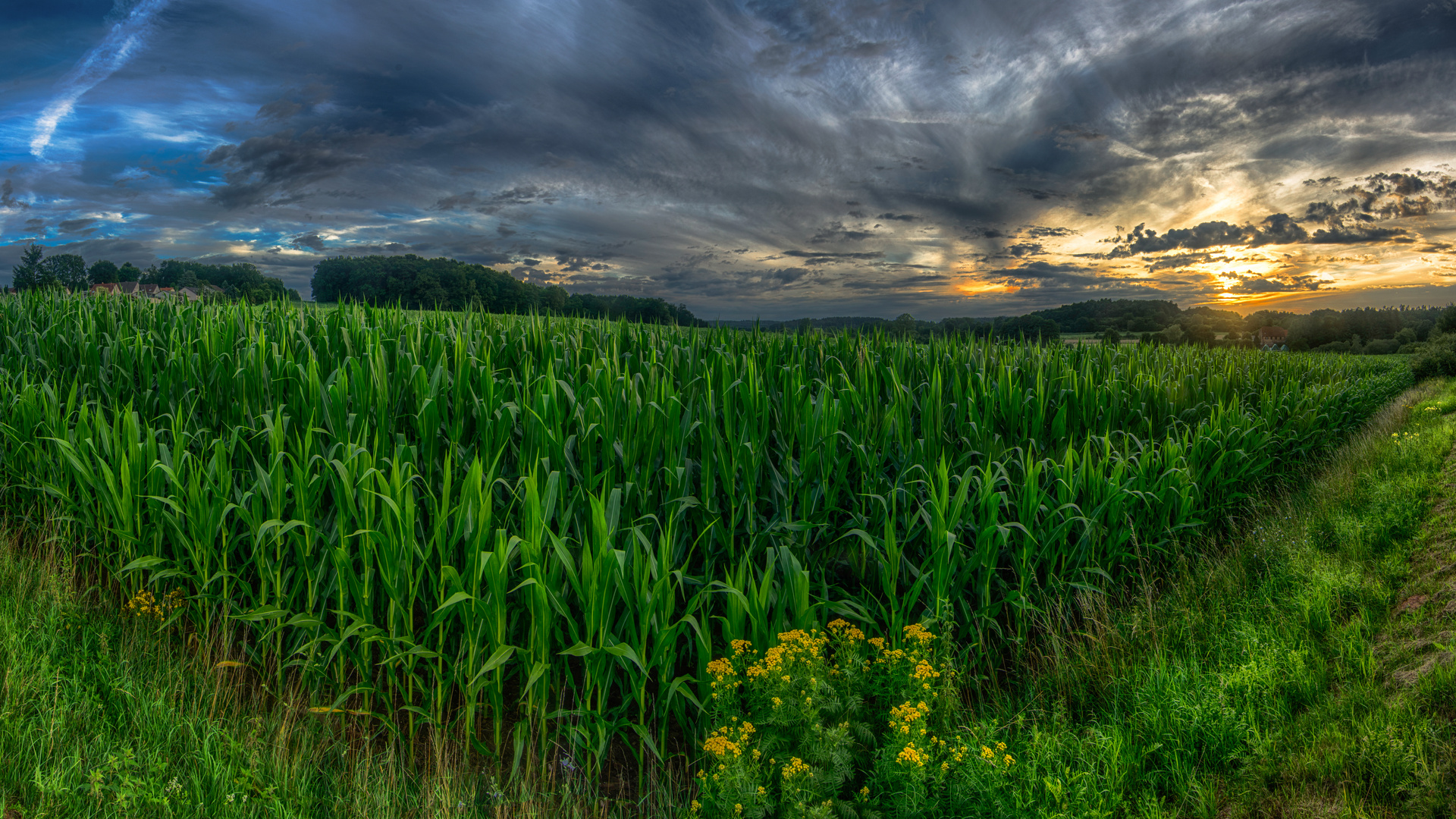 Maisfeld Foto & Bild | sonnenuntergang, sommer, wolken Bilder auf ...
