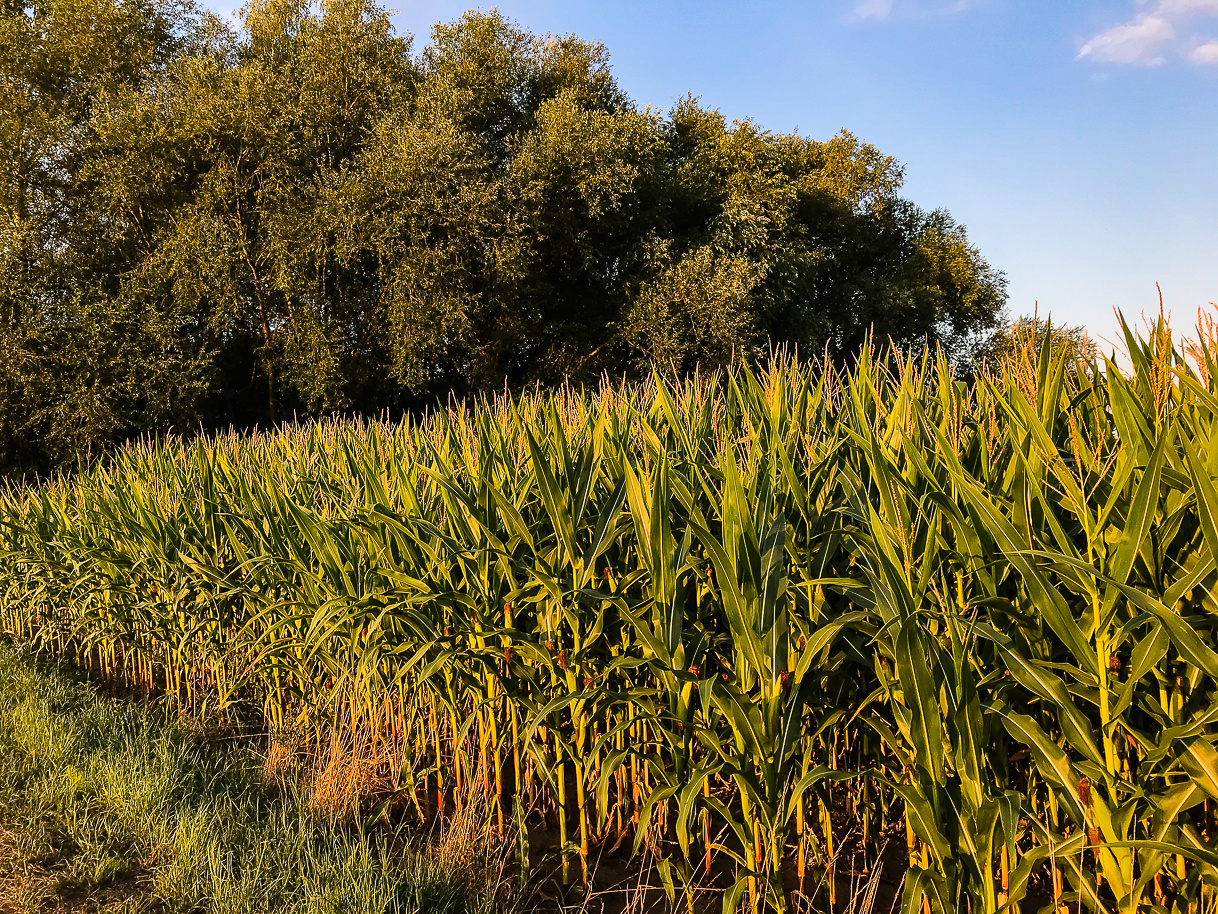 Maisfeld Foto & Bild | sommer, feld, natur Bilder auf fotocommunity