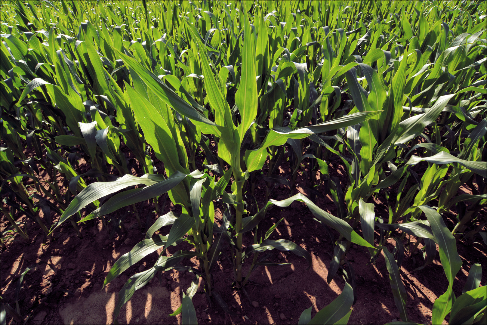 Maisfeld Foto & Bild | natur, motive Bilder auf fotocommunity