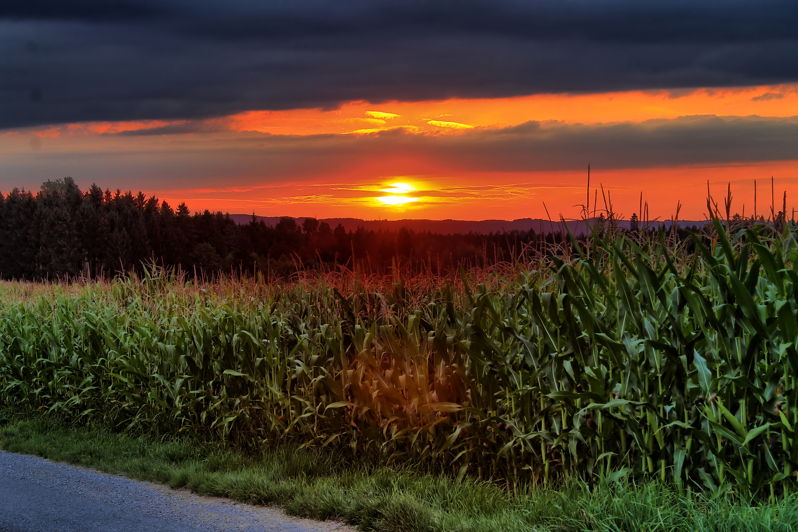 Maisfeld am Abend Foto & Bild | landschaft, Äcker, felder & wiesen ...
