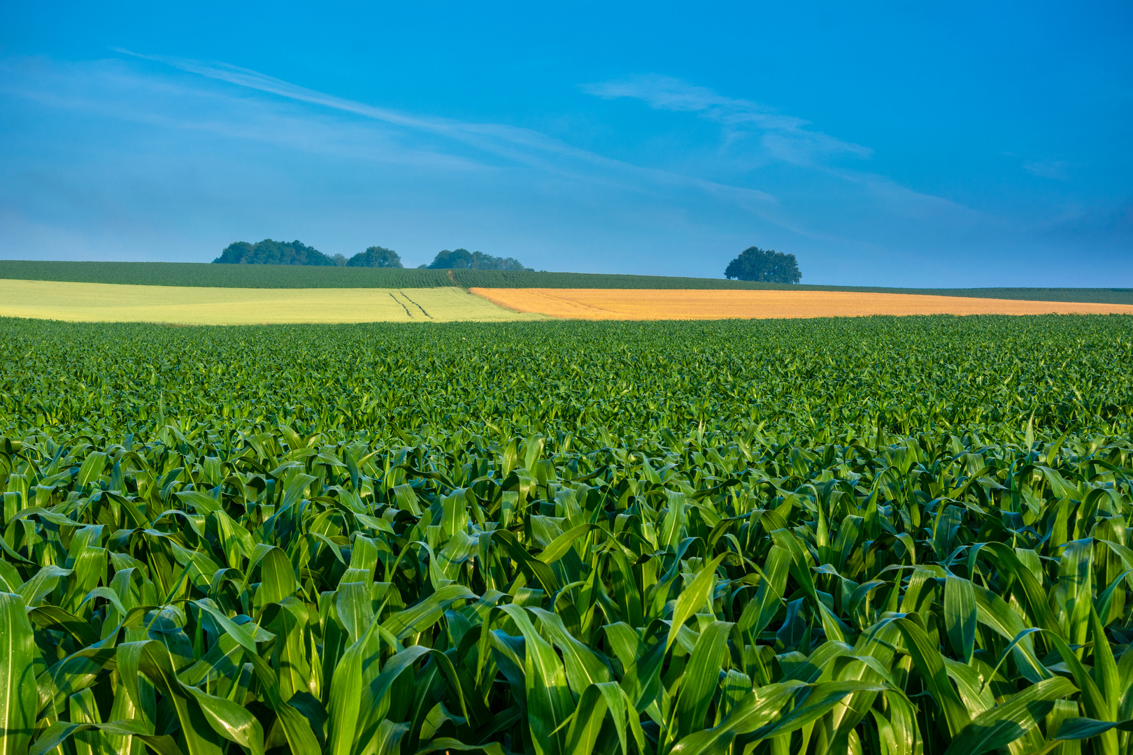 Maisfeld Foto & Bild | pflanzen, pilze & flechten, landschaft, Äcker ...
