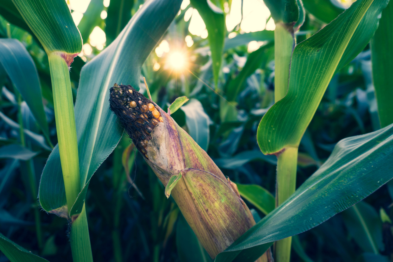 Maisfeld Foto & Bild | natur Bilder auf fotocommunity