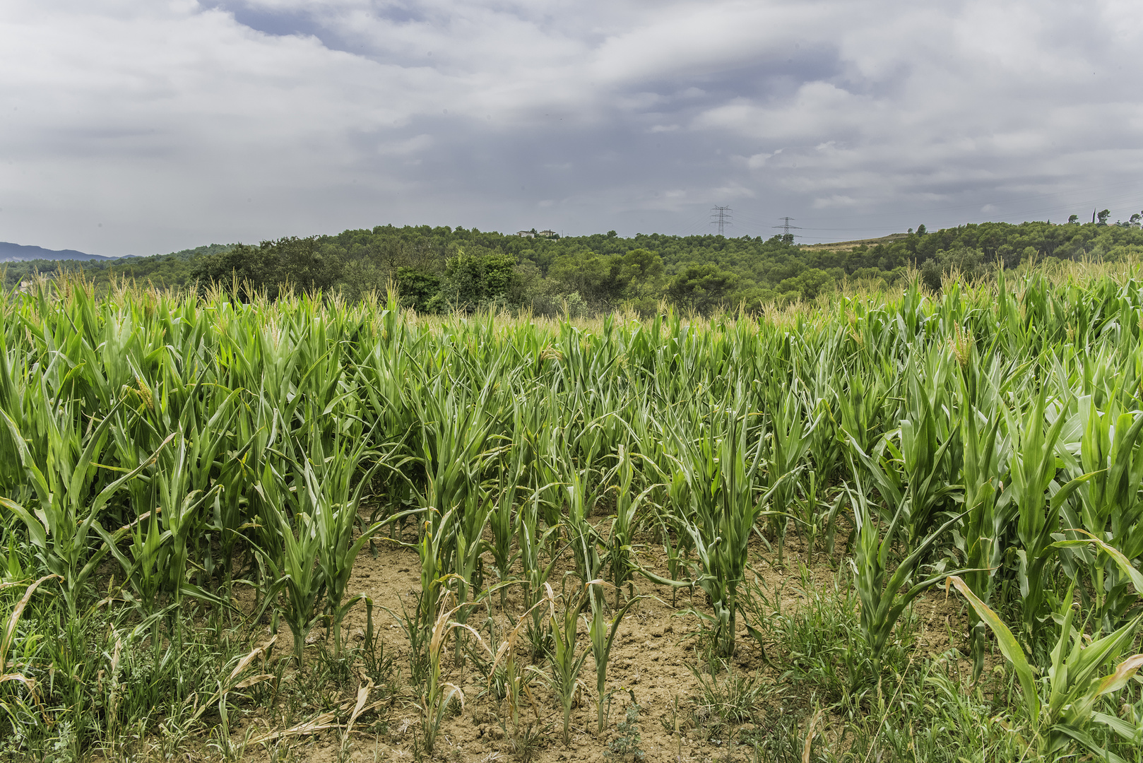 Maizal... Imagen & Foto | paisajes, campo, paisaje Fotos de fotocommunity