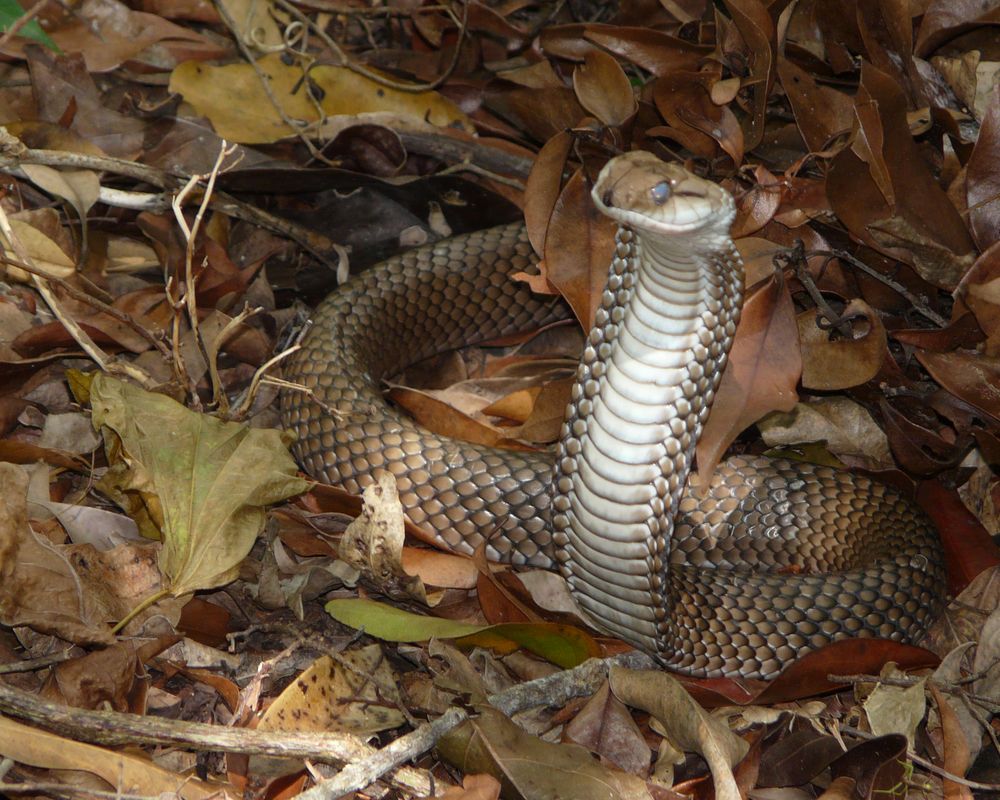 Maja Imagen & Foto | animales, reptiles , naturaleza Fotos de fotocommunity