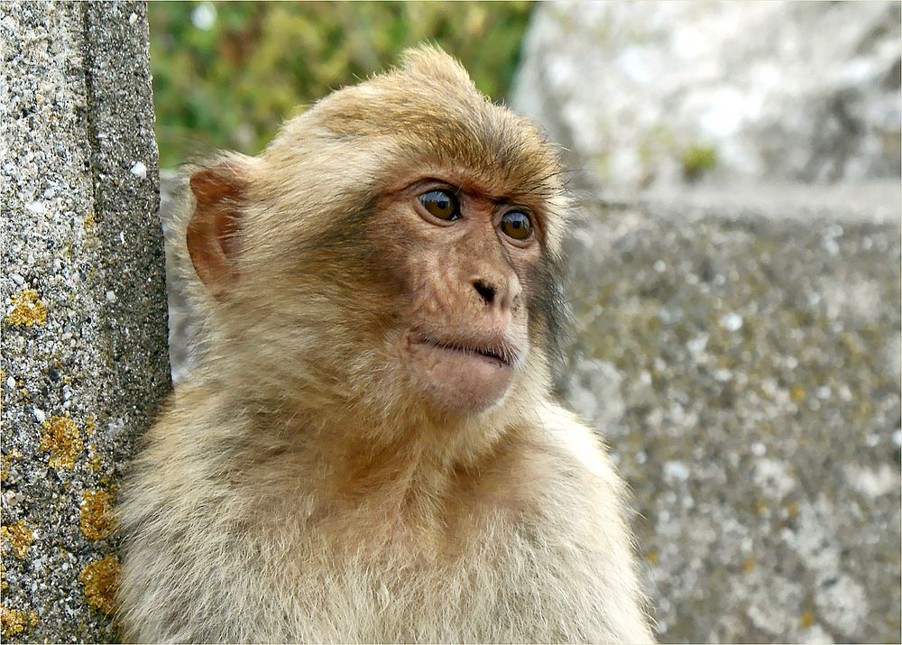 Makak Foto & Bild | fauna, world Bilder auf fotocommunity