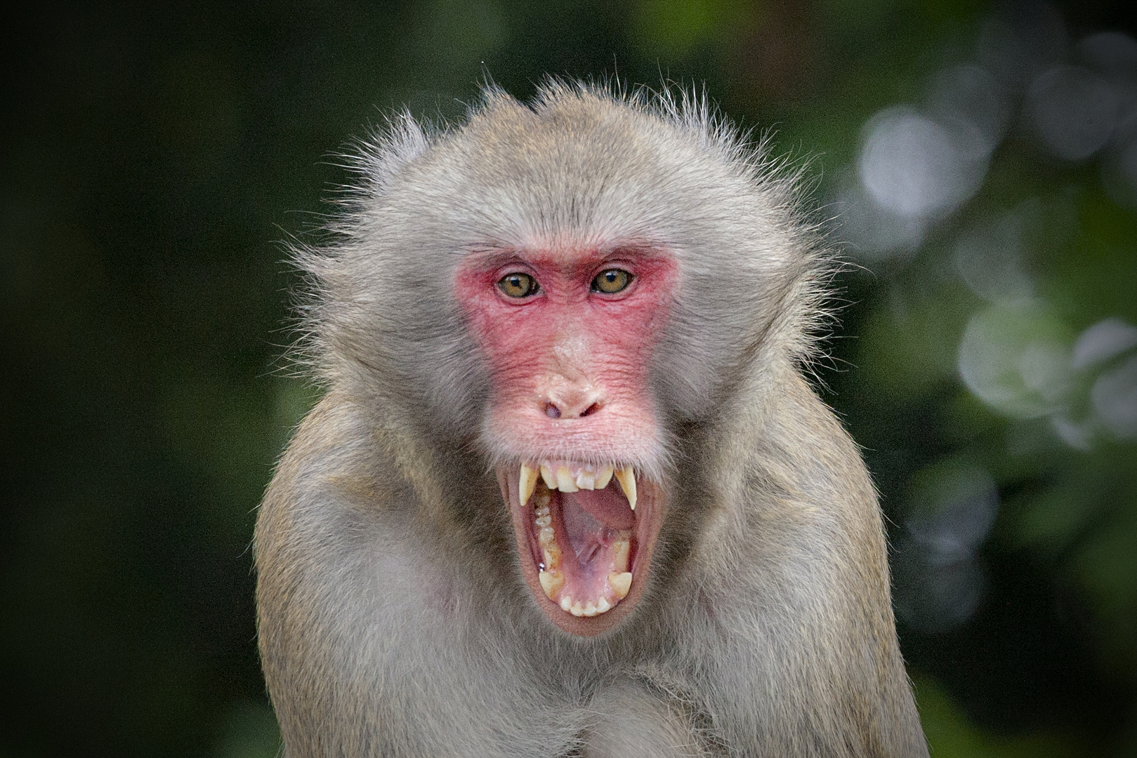 Makake Foto & Bild | affen, natur, portrait Bilder auf fotocommunity