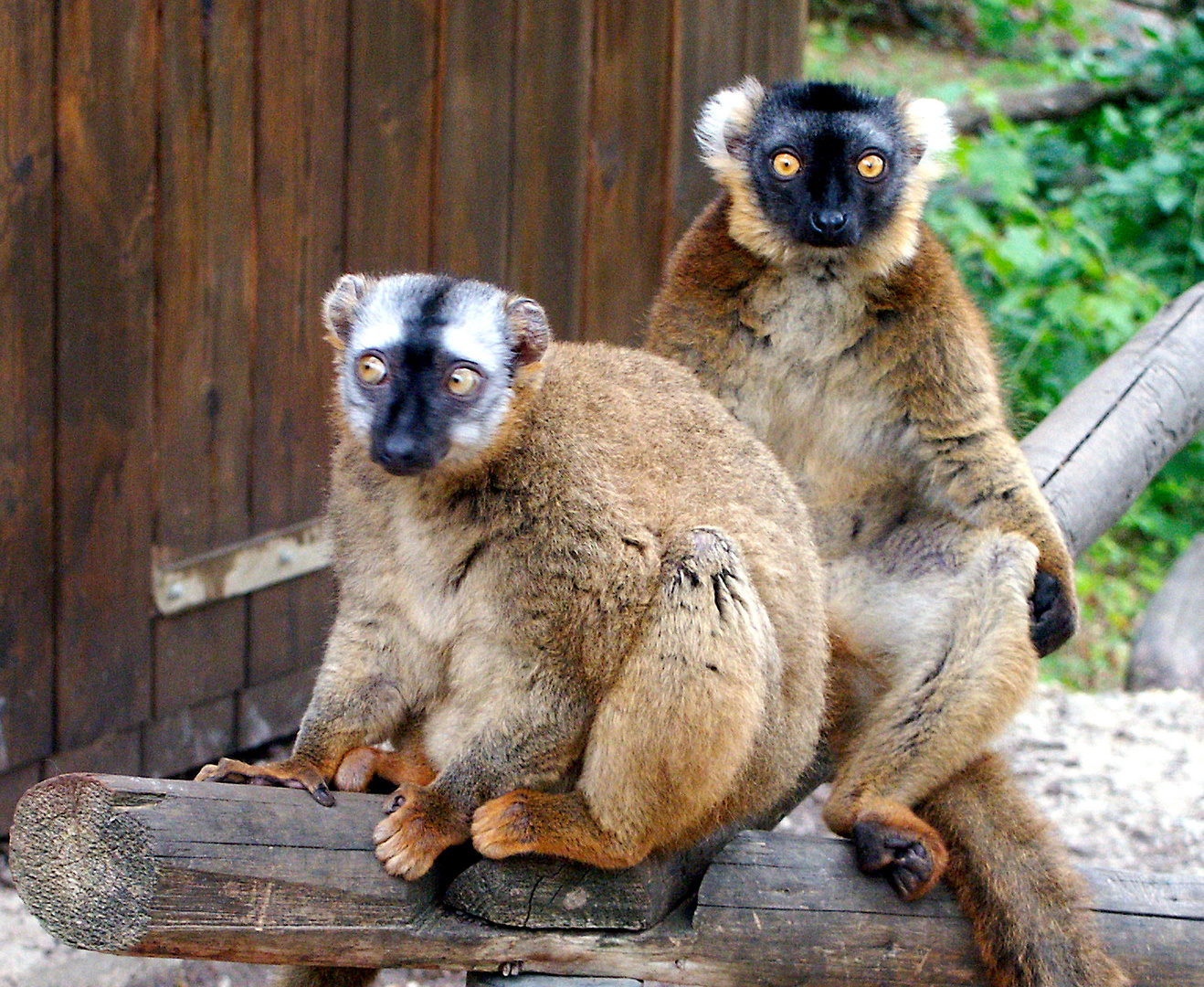 Maki Foto & Bild | natur, tiere, wildlife Bilder auf fotocommunity