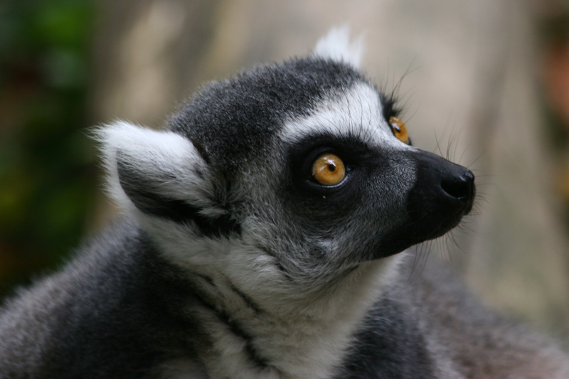 Maki photo et image | animaux, animaux sauvages, bovidés à l'état ...
