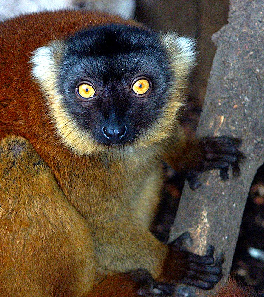 Maki Foto & Bild | natur, tiere, wildlife Bilder auf fotocommunity