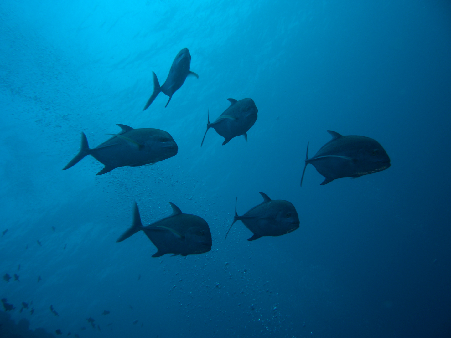 Makrelen - Malediven Foto & Bild | world Bilder auf fotocommunity