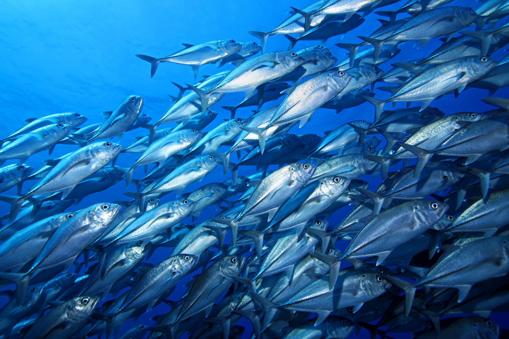 Makrelenschwarm Foto & Bild | unterwasser, uw-salzwasser, natur-kreativ ...