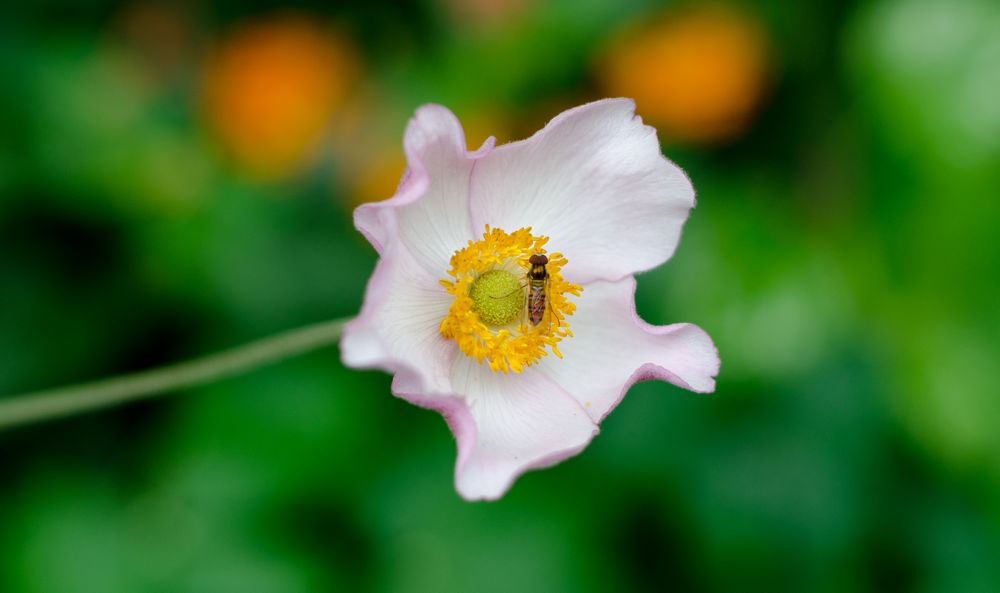 Makro 1 Foto & Bild | tiere, wildlife, insekten Bilder auf fotocommunity