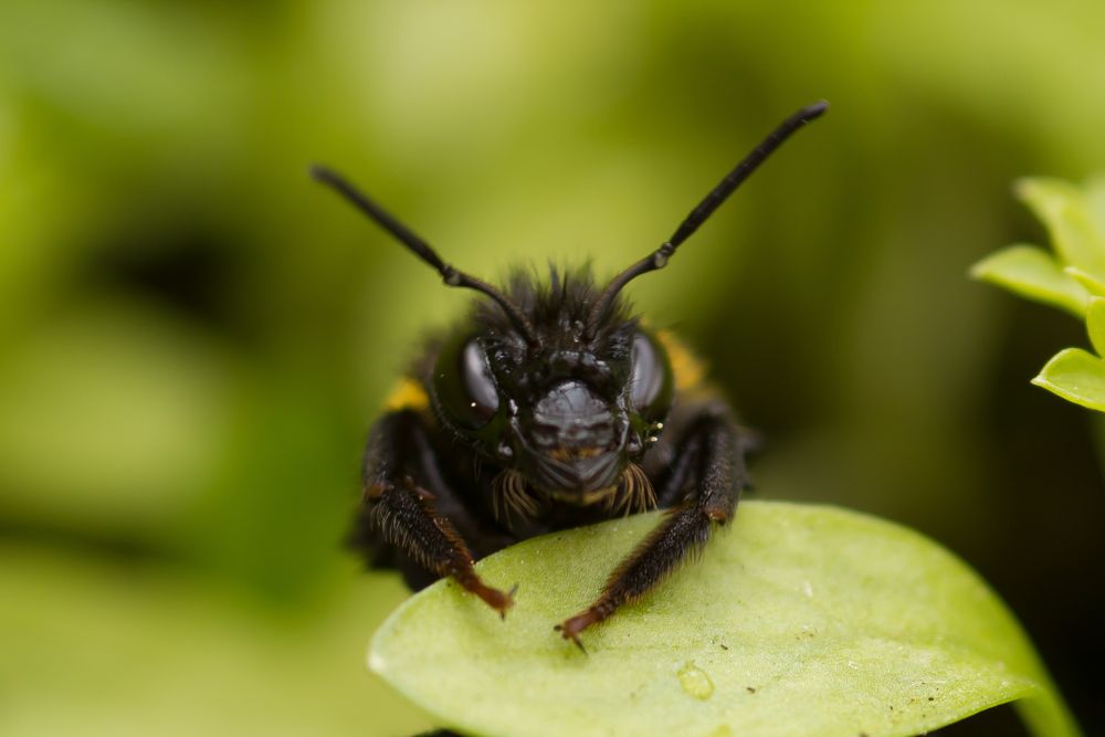 Makro 1 Foto & Bild | tiere, natur Bilder auf fotocommunity