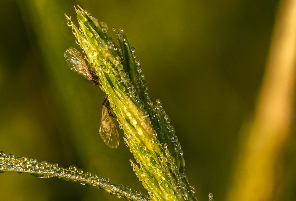 Makro (16 von 25) Foto & Bild | tiere, makro, natur Bilder auf ...