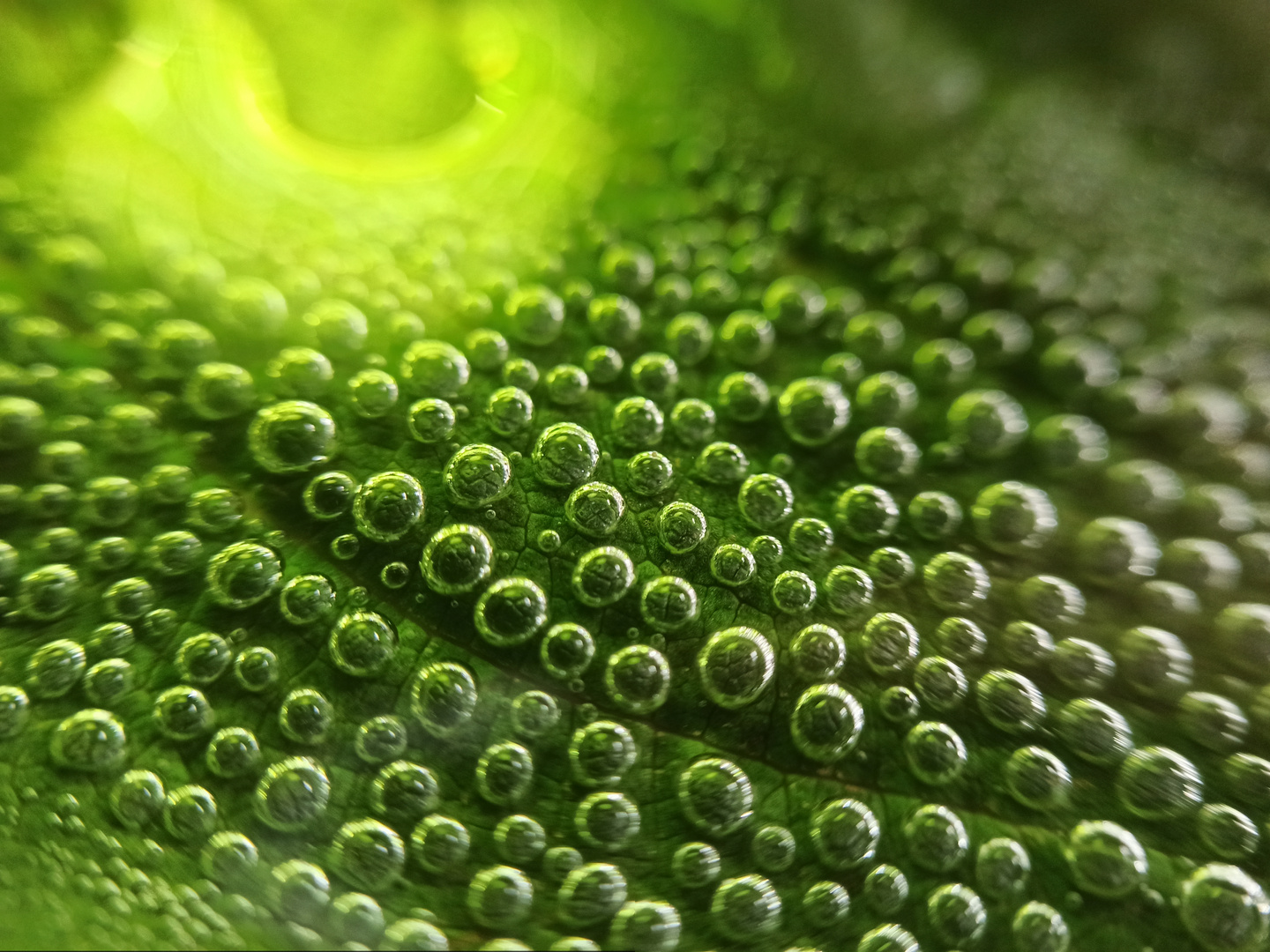 Makro 2 Foto & Bild | pflanzen, pilze & flechten, makro, natur Bilder ...