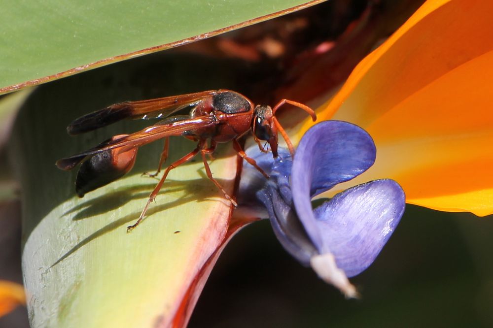 Makro 4 Foto & Bild | tiere, natur Bilder auf fotocommunity