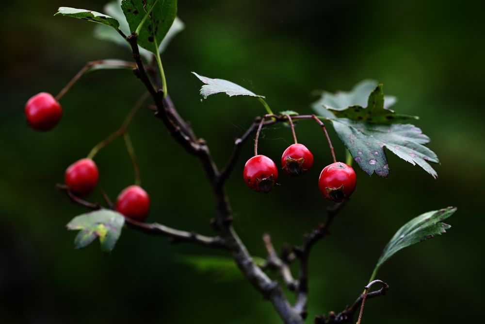 Makro 5 Foto & Bild | makros, fotos, makro Bilder auf fotocommunity