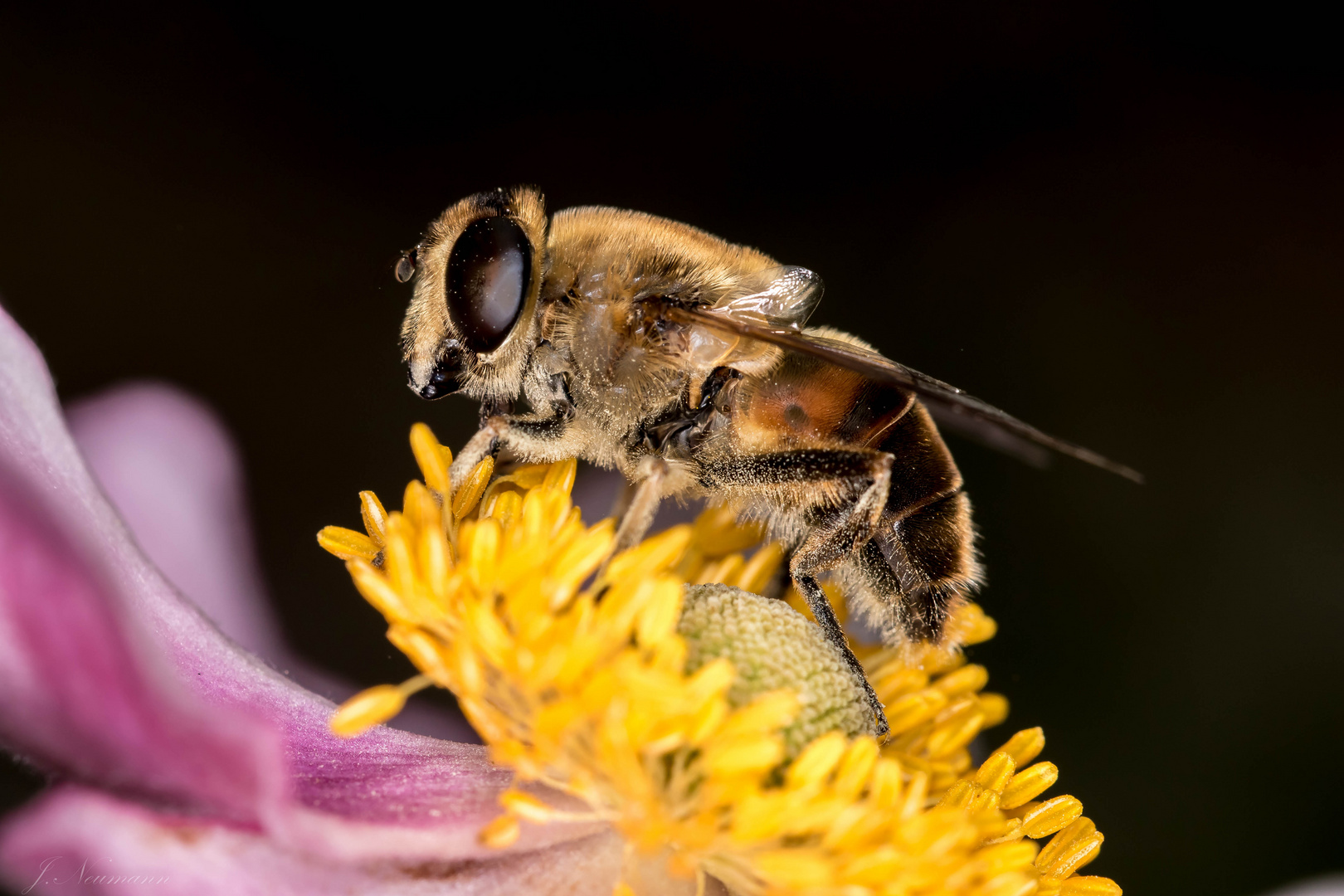 Makro Foto & Bild | makroaufnahmen, natur Bilder auf fotocommunity