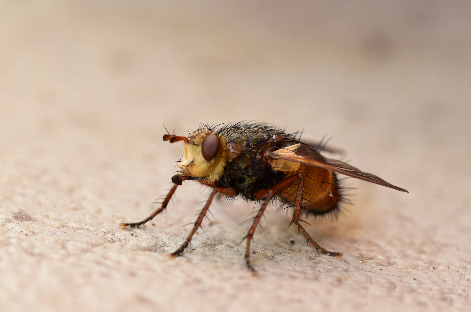 Makro... Foto & Bild | makro, natur, fliegen Bilder auf fotocommunity