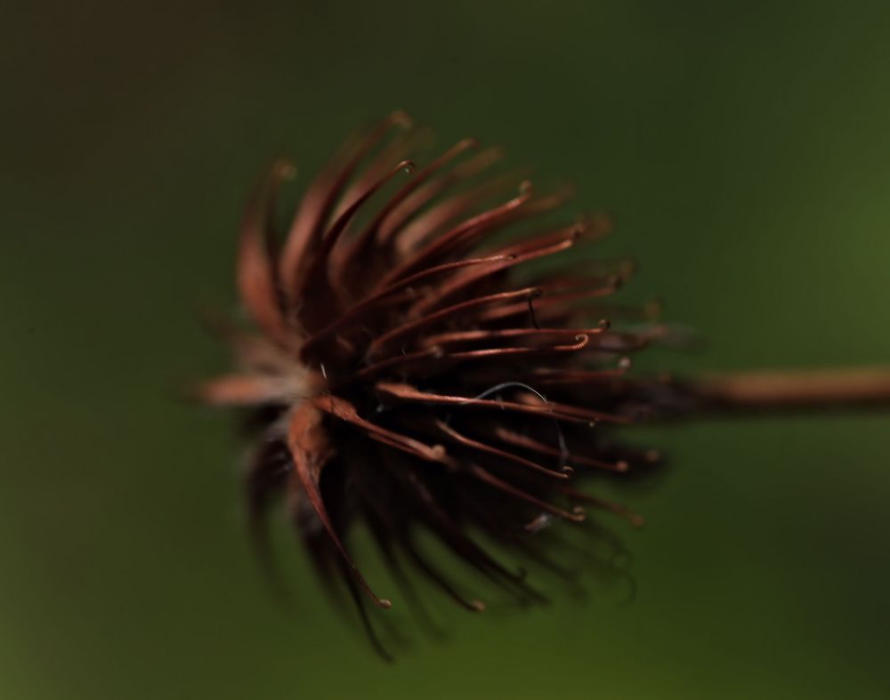 makro Foto & Bild | landschaft, sommer, outdoor Bilder auf fotocommunity