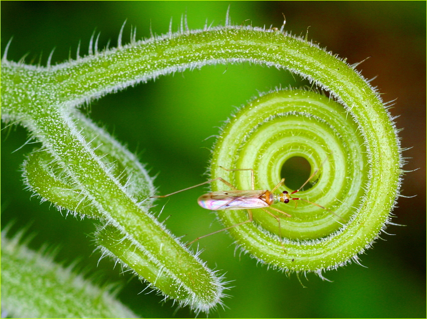 Makro Foto & Bild | archiv - kritik am bild, konstruktive ...