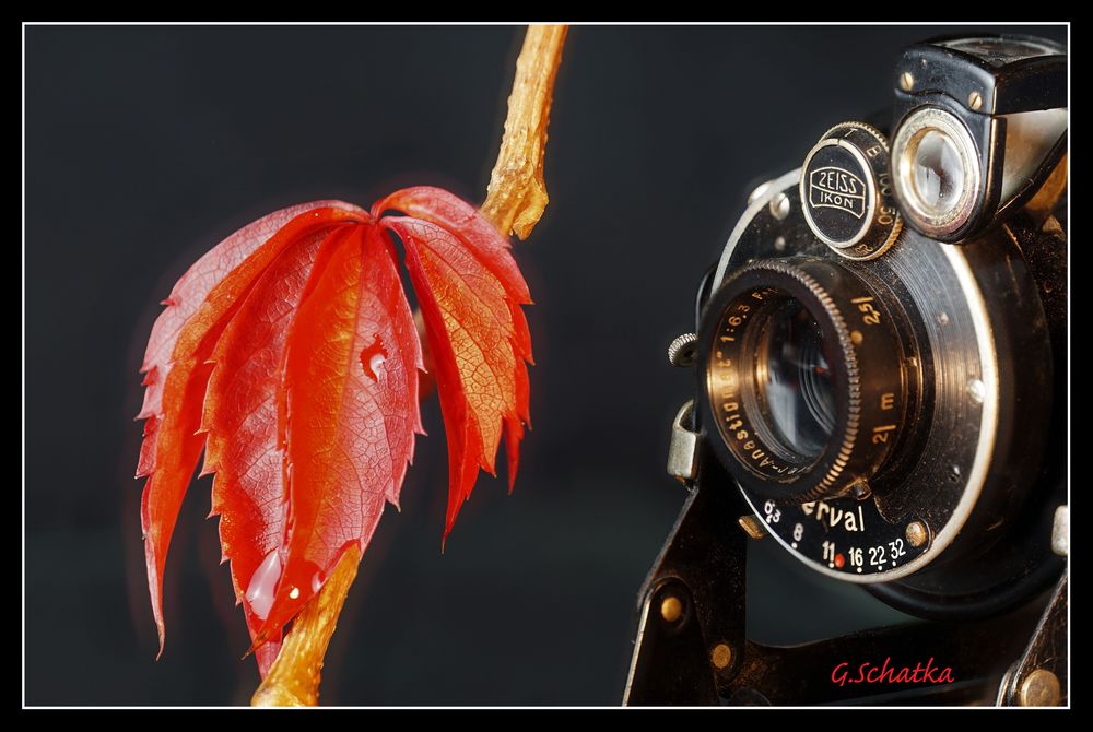 Makro Anno...... Foto & Bild | fotos, spezial, makro Bilder auf ...