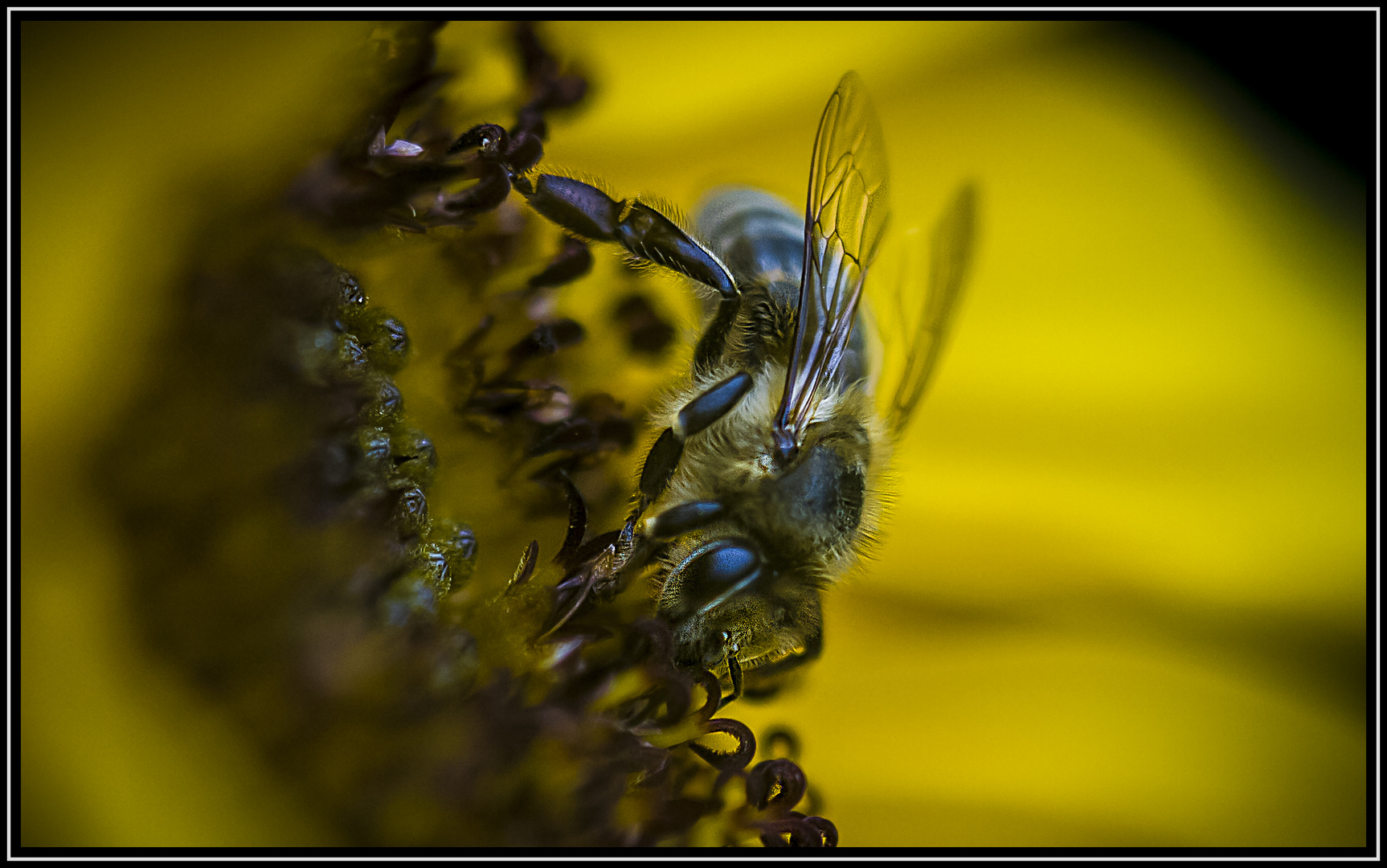 Makro..?? Foto & Bild | tiere, wildlife, insekten Bilder auf fotocommunity