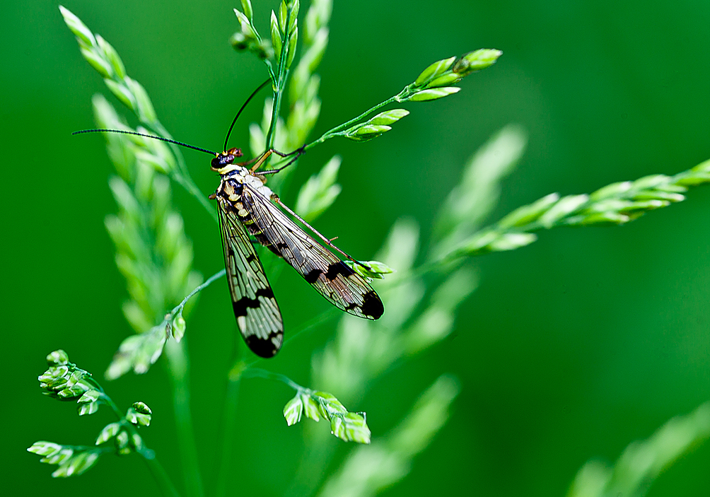 Makro Foto & Bild | tiere, wildlife, insekten Bilder auf fotocommunity Makro Foto & Bild | tiere, wildlife, insekten Bilder auf fotocommunity