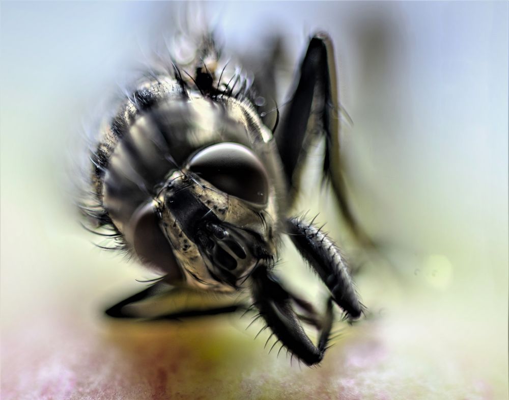 Makro einer Fliege Foto & Bild | fotos, spezial, dokumentation Bilder ...