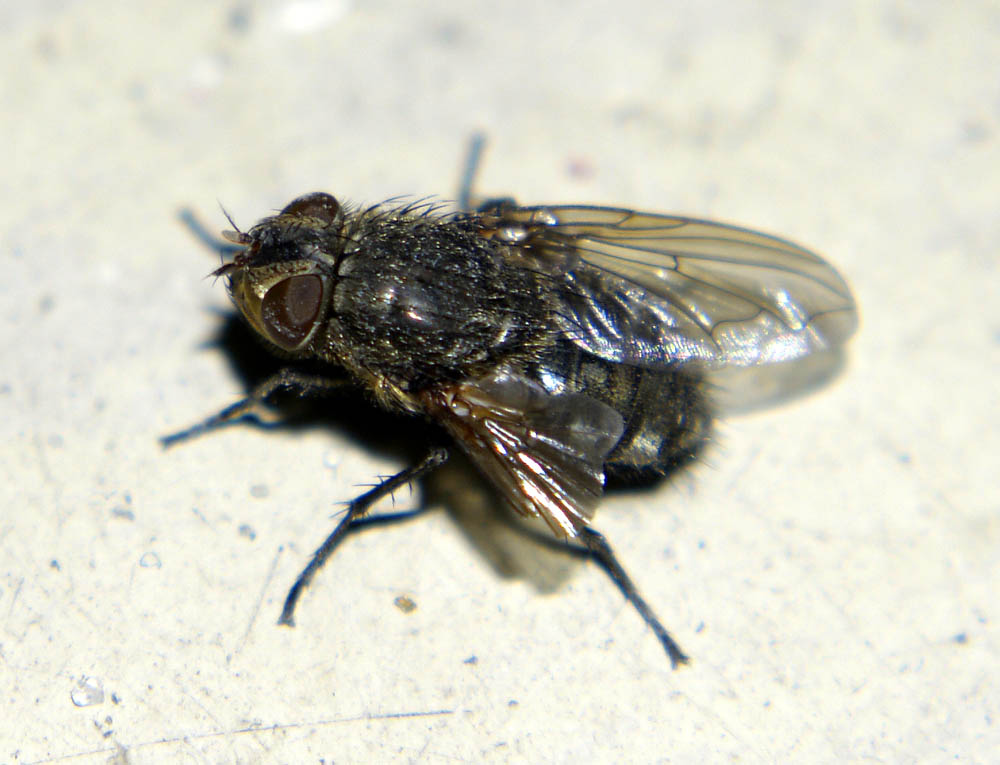 Makro einer Fliege Foto & Bild | tiere, wildlife, insekten Bilder auf ...