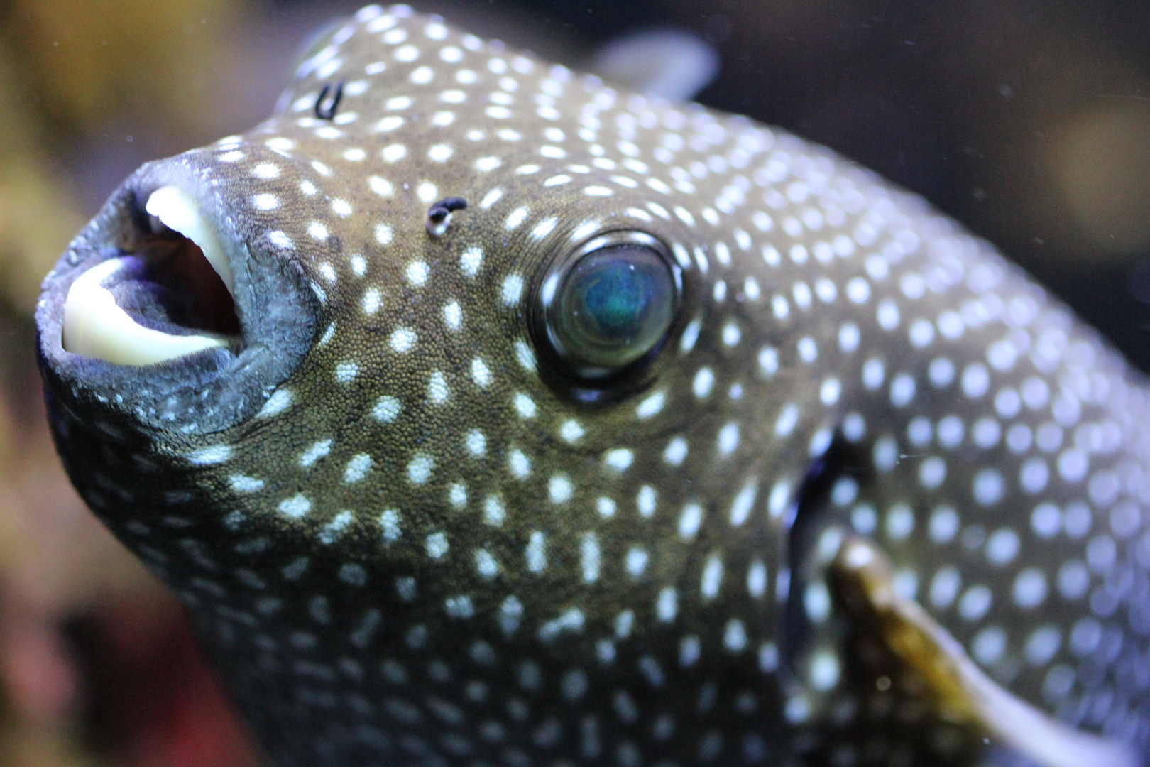 Makro Fisch Foto & Bild | tiere, zoo, wildpark & falknerei, zoo: fische ...