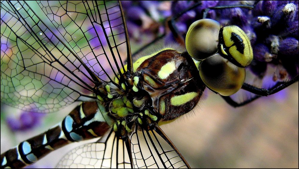 MAKRO-MAKRO! Foto & Bild | natur-makros, natur-kreativ ...