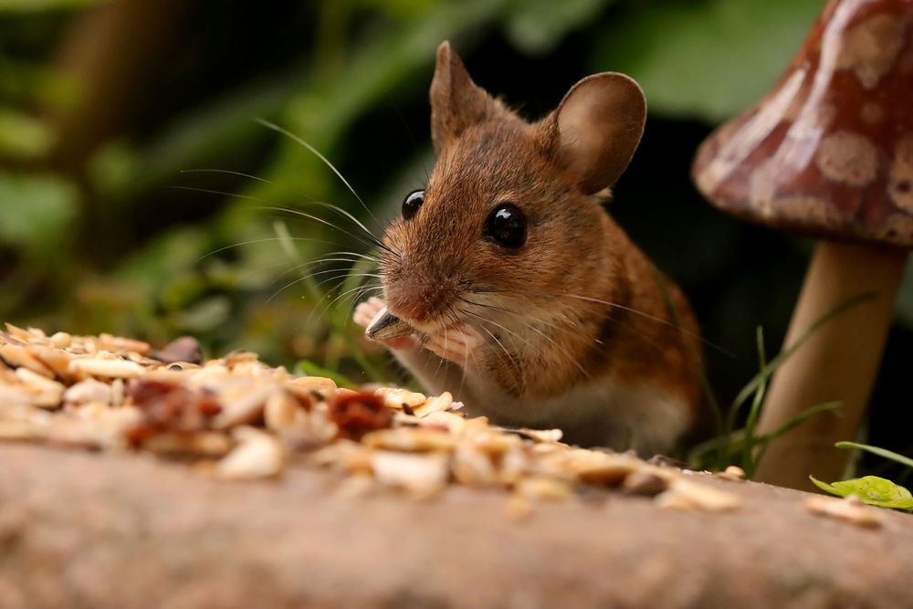 "Makro-Mausi" Foto & Bild | tiere, wildlife, natur Bilder auf fotocommunity
