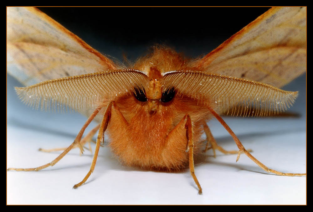 Makro-Motte *** Foto & Bild | natur, insekten, tiere Bilder auf ...