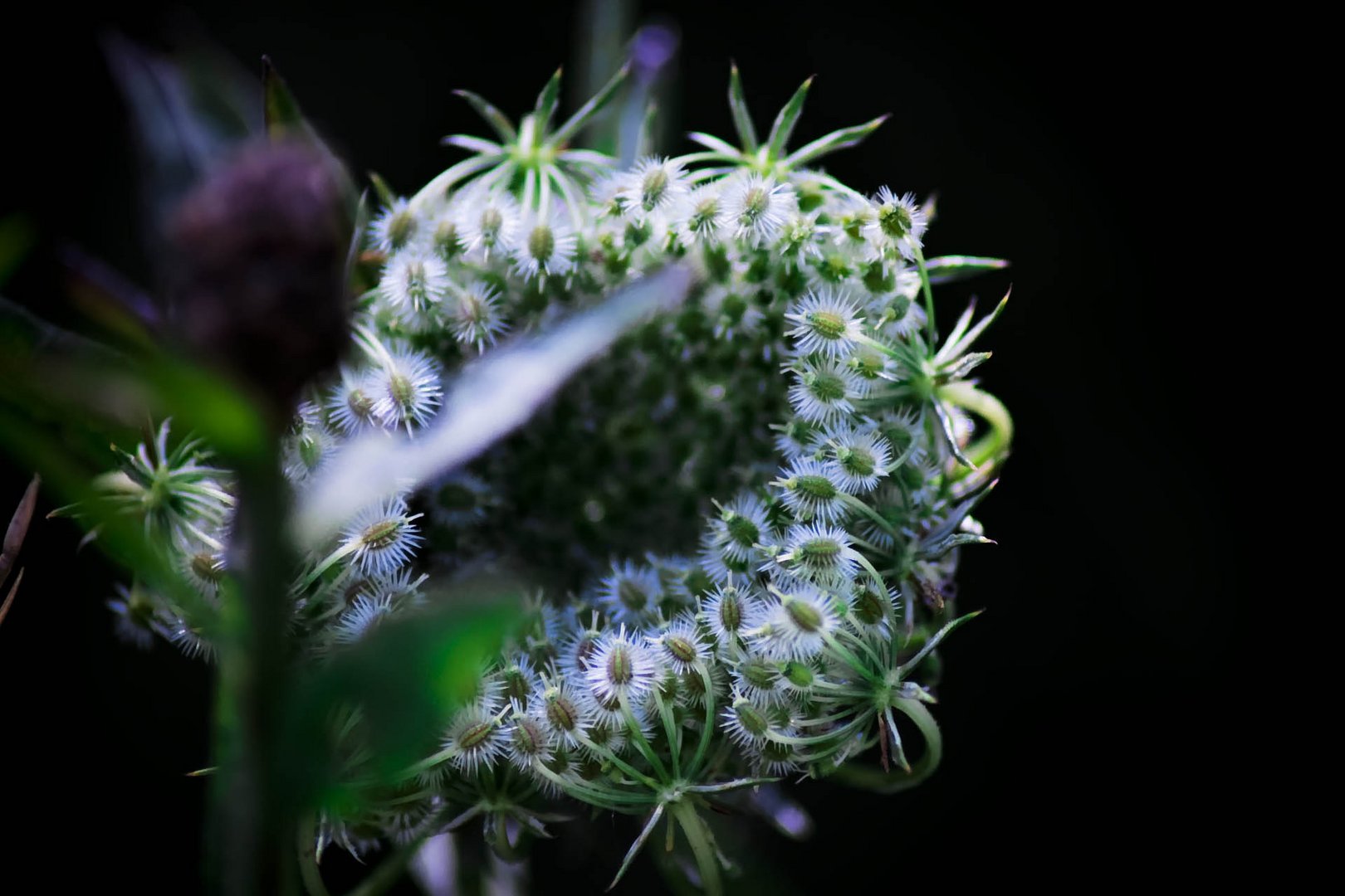 Makro Pflanze Foto & Bild | nah- & makro, techniken, aufnahme-techniken Bilder auf fotocommunity
