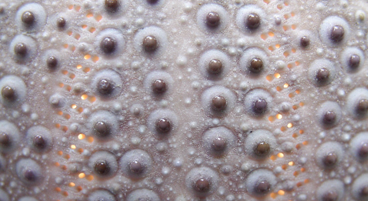 Makro-Rätsel Foto & Bild | nah- & makro, techniken, aufnahme-techniken Bilder auf fotocommunity