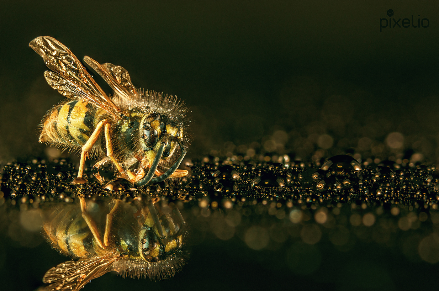 Makro Syrphidae Foto & Bild | makro, macro, nahaufnahme Bilder auf ...