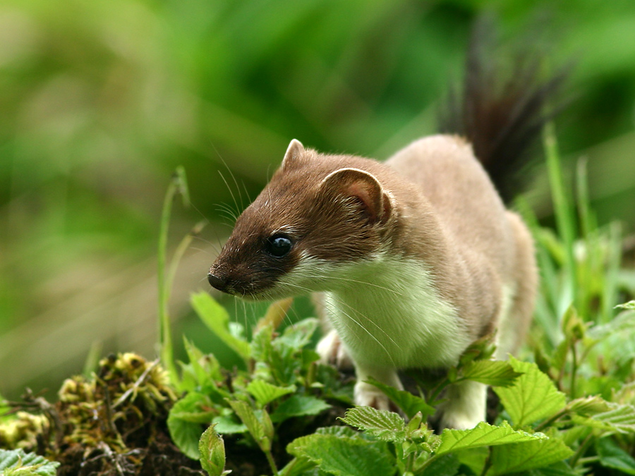 Makro-Wiesel Foto & Bild | tiere, wildlife, säugetiere Bilder auf ...