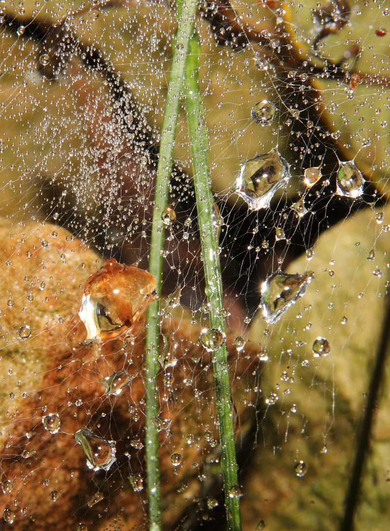 Makroübung mit Wassertropfen Foto & Bild | makro, natur, herbst Bilder auf fotocommunity