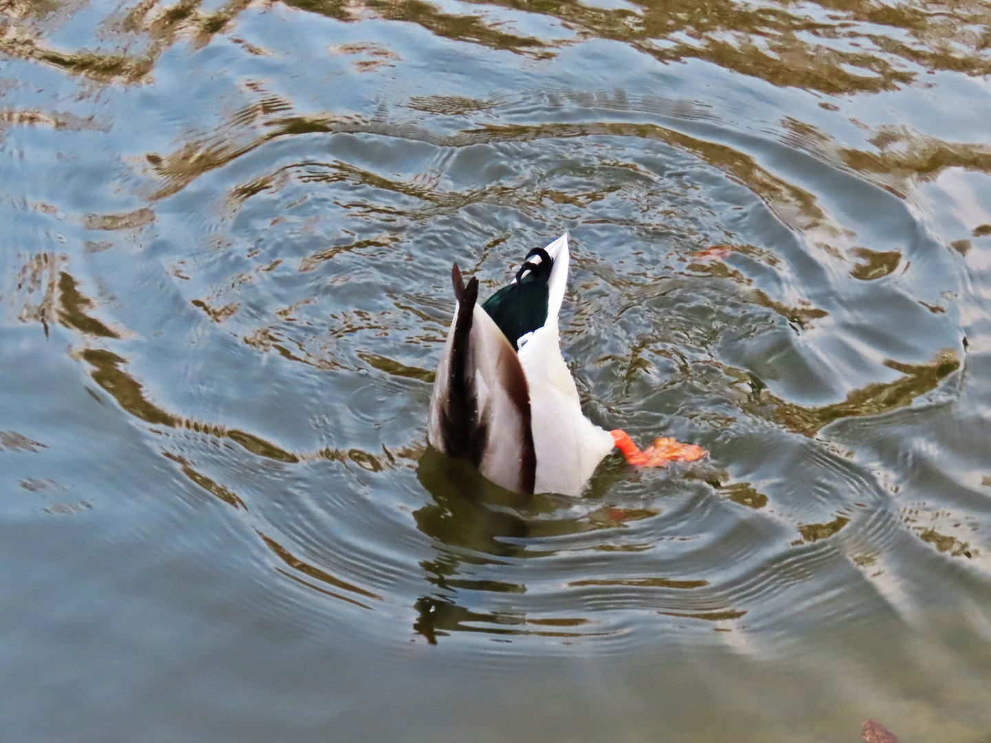 Mal der Sache auf den Grund gehen... Foto & Bild | fotos, world, natur ...