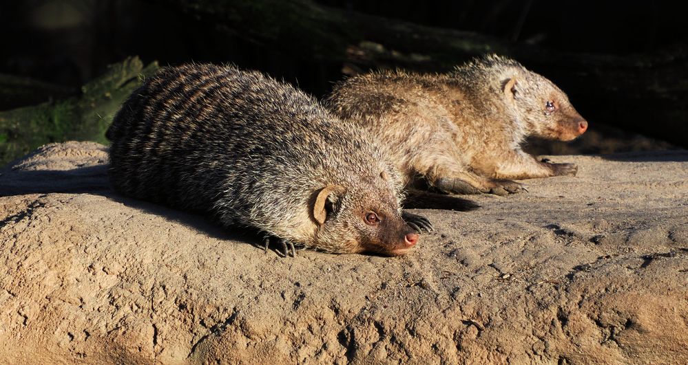 Mal ganz entspannt bleiben … Foto & Bild | fotos, natur, tier Bilder ...