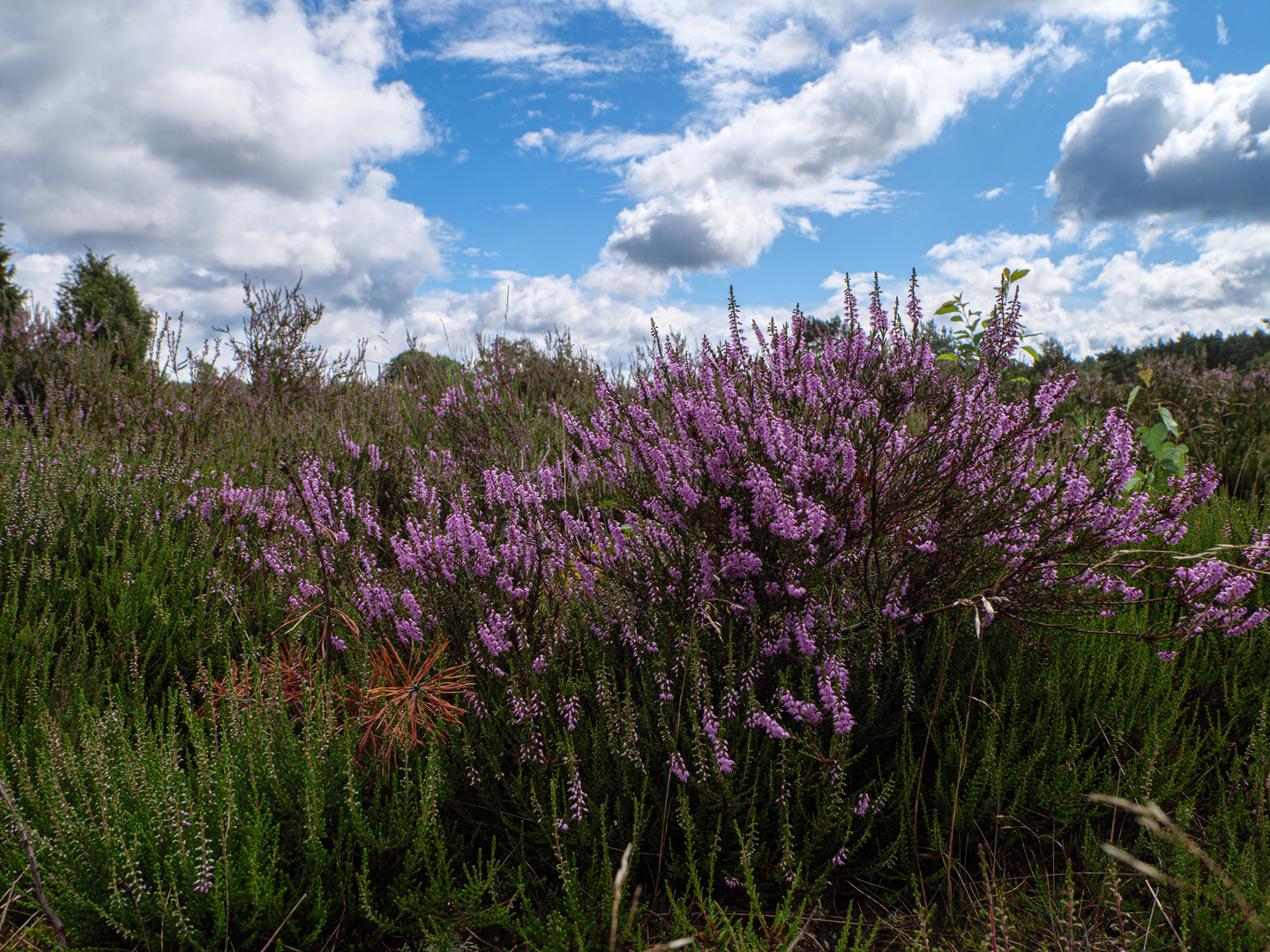Mal ganz nah. Foto & Bild | deutschland, europe, niedersachsen Bilder ...
