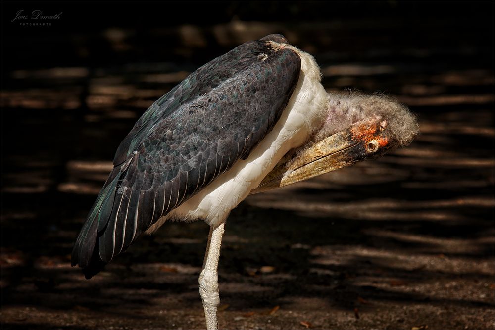 Mal nachsehen . . . Foto & Bild | dokumentation, vogel, tier Bilder auf ...