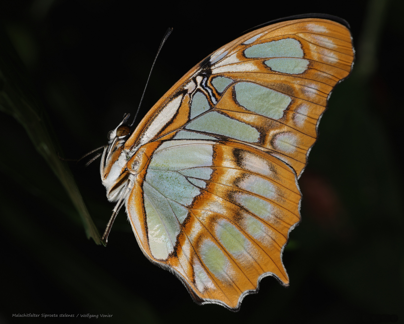 Malachitfalter Siproeta stelenes Foto & Bild | nah- & makro, tiere, zoo ...