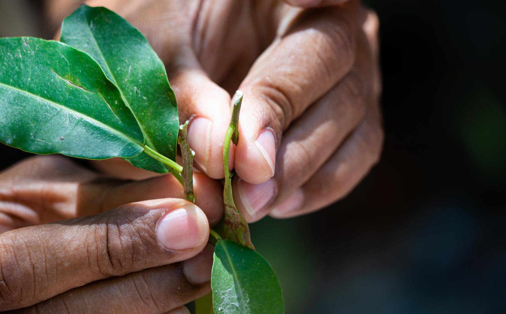 Malaysia - Langkawi - Blinding Tree Blatt Foto & Bild | asia, malaysia ...