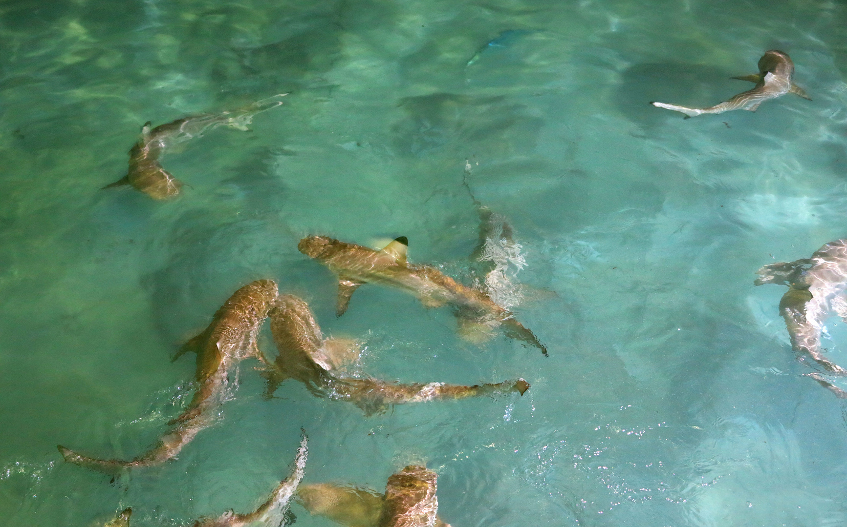 MALEDIVEN - Haie gefüttert Foto & Bild | asia, indian ocean, malediven ...