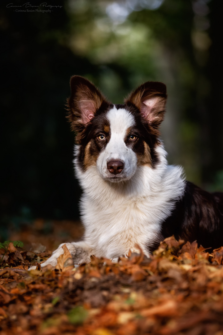 * Malou * Foto & Bild | tiere, haustiere, landschaft Bilder auf ...